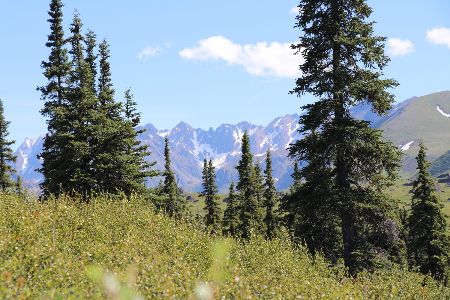 Homestead Blog: Wilderness Homestead Living